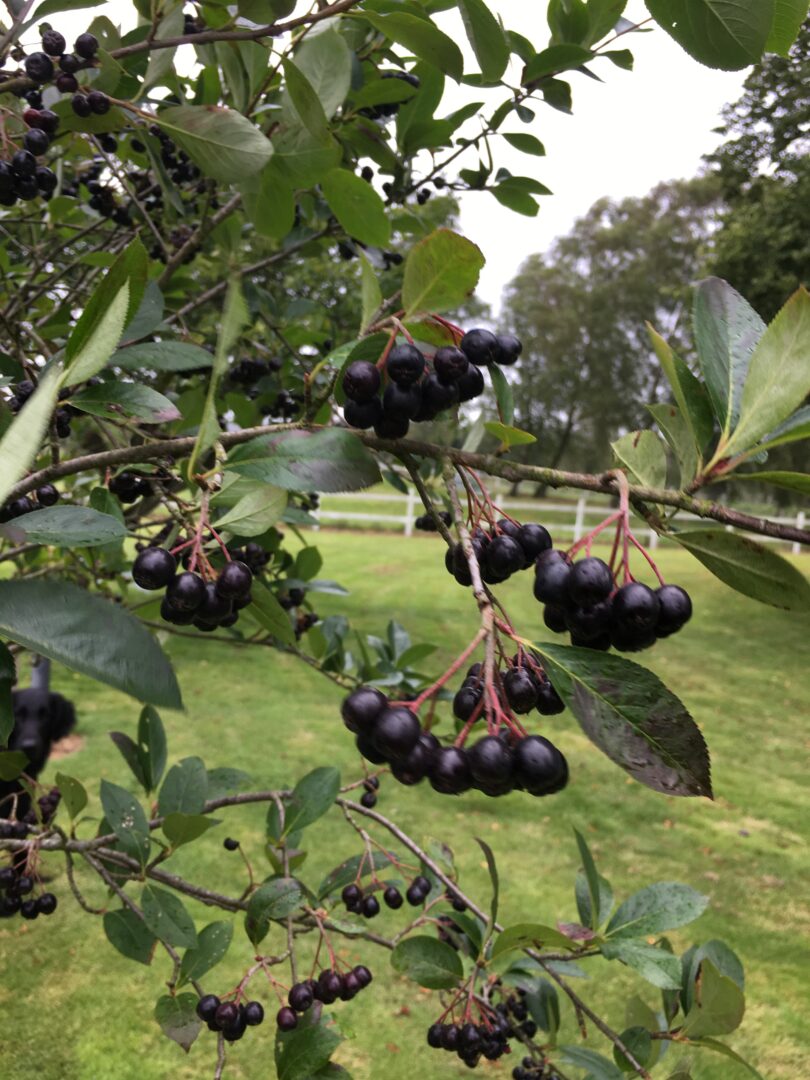 Aroniabær - Bülows køkken